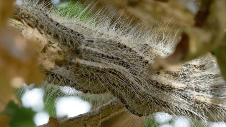 Dit kun je doen om overlast van de eikenprocessierups te voorkomen - Omroep Brabant