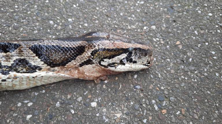 Michel vond een 4 meter lange python in de sloot: 'Die was al dood toen ...