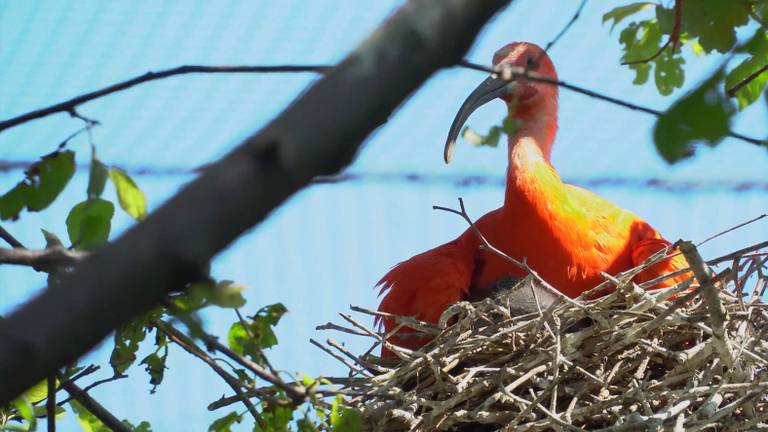 Tropische rode ibis wordt steeds vaker gespot in Brabant, dit is waarom ...