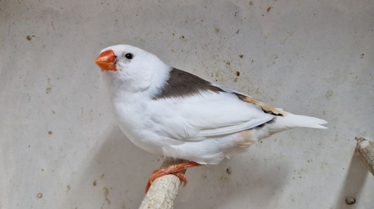 Rowdy vernevelt zijn zebravinken tot ware wereldkampioenen - Omroep Brabant